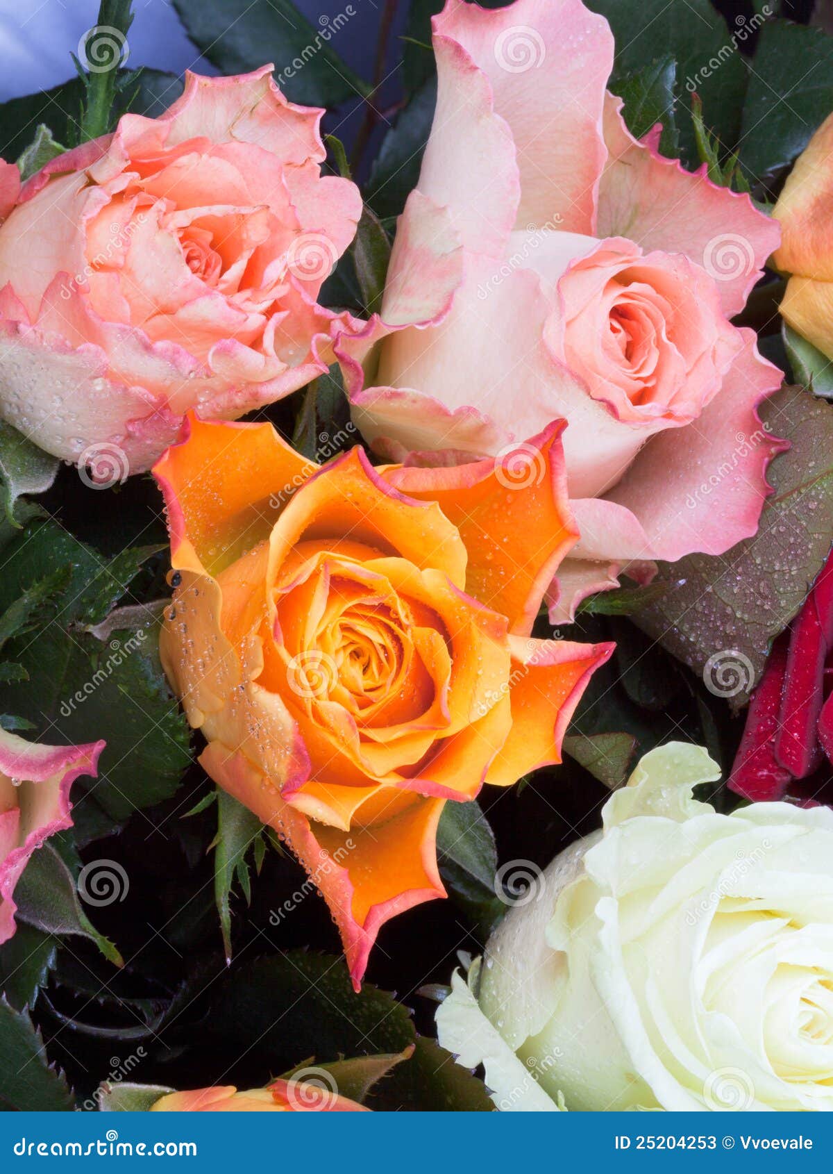 Viele Farbigen Rosen Mit Regentropfen Stockbild - Bild von rosig ...