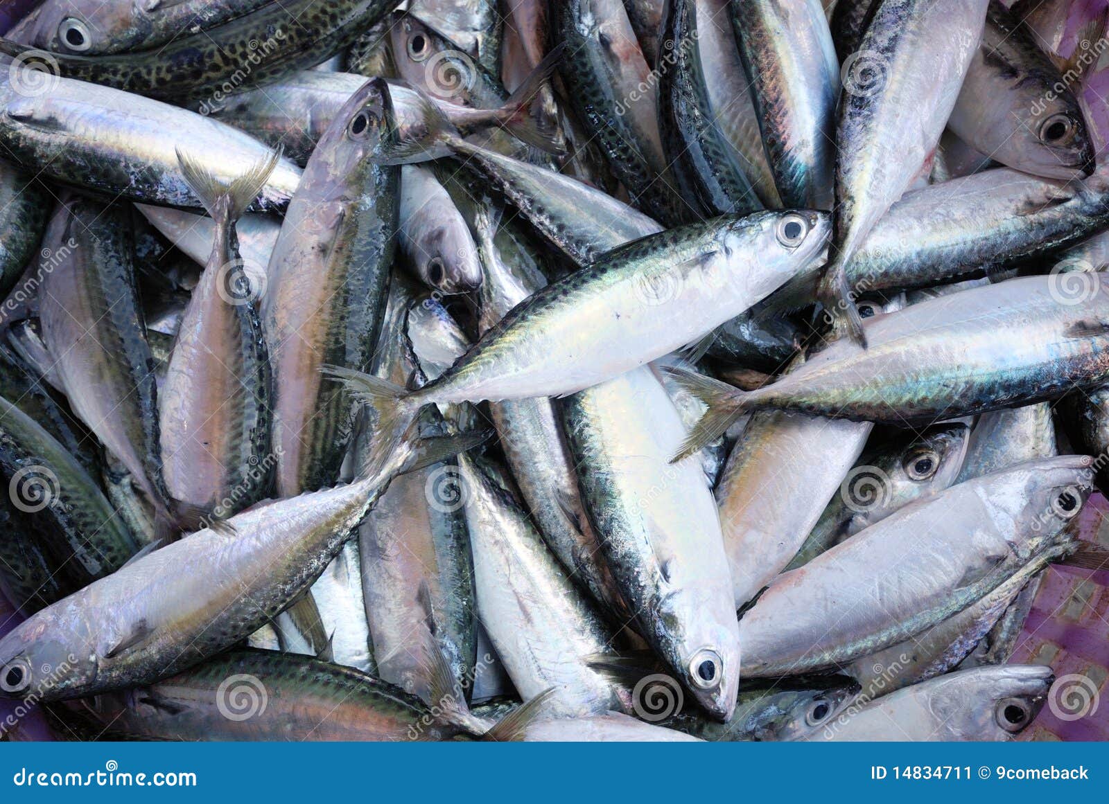 Viele Fische 2 stockbild. Bild von speicher, fleisch - 14834711