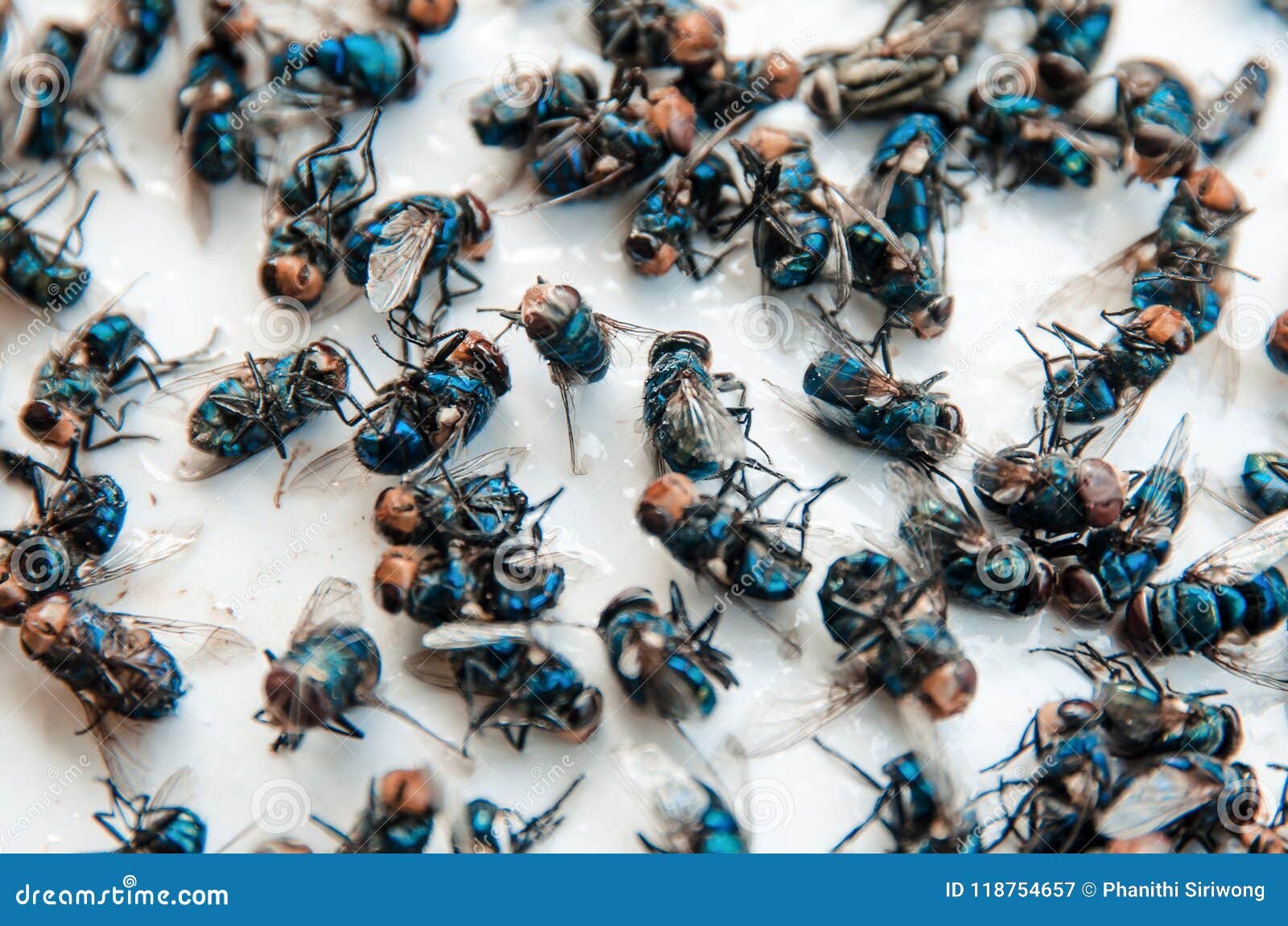Viele Fliegen Und Schmutziges Insekt Und Tote Fliege Oder Aas Der ...