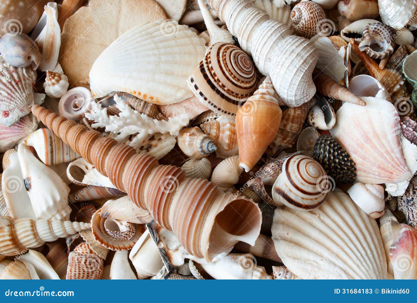 Viele Muscheln. Stockfotos - Bild: 31684183