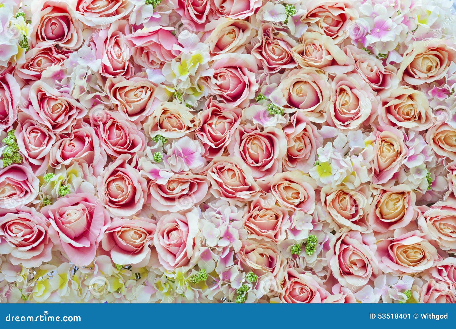 Viele Rosa Rosen Als Hintergrund Stockbild - Bild von pastell, rosen ...