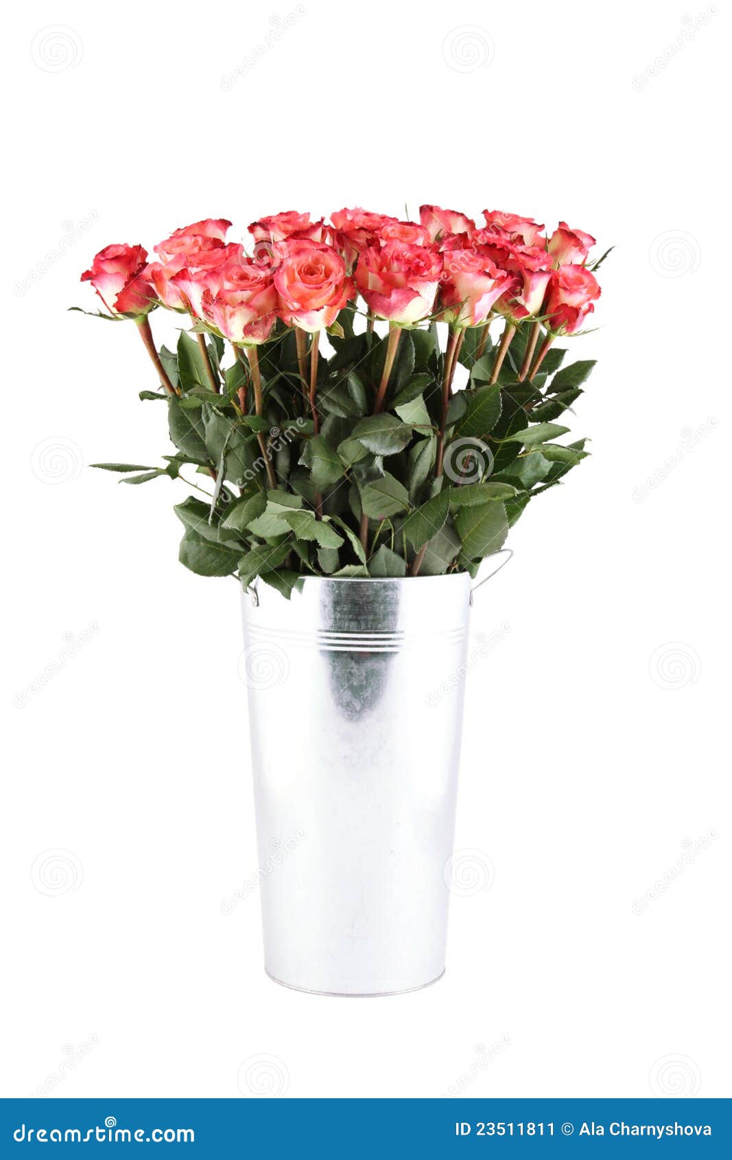 Viele Rosen stockbild. Bild von wanne, winkel, jahrestag - 23511811
