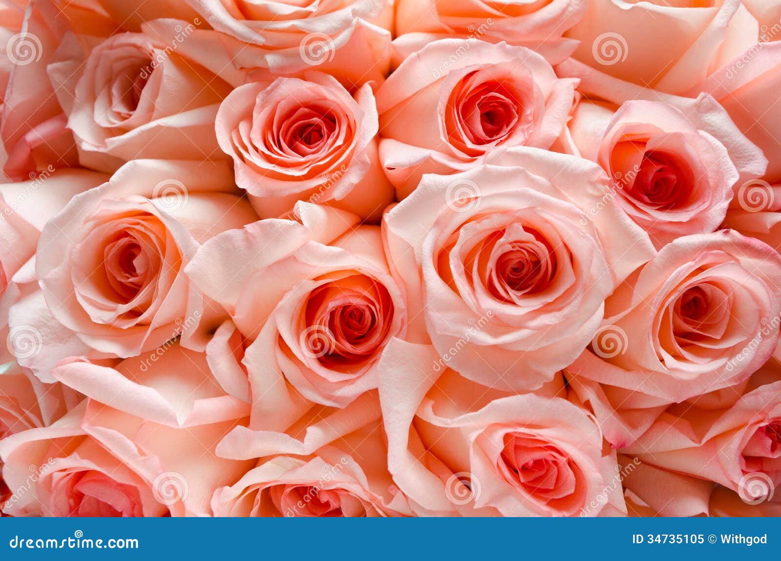 Viele Rosenhintergrund stockbild. Bild von geburtstag - 34735105