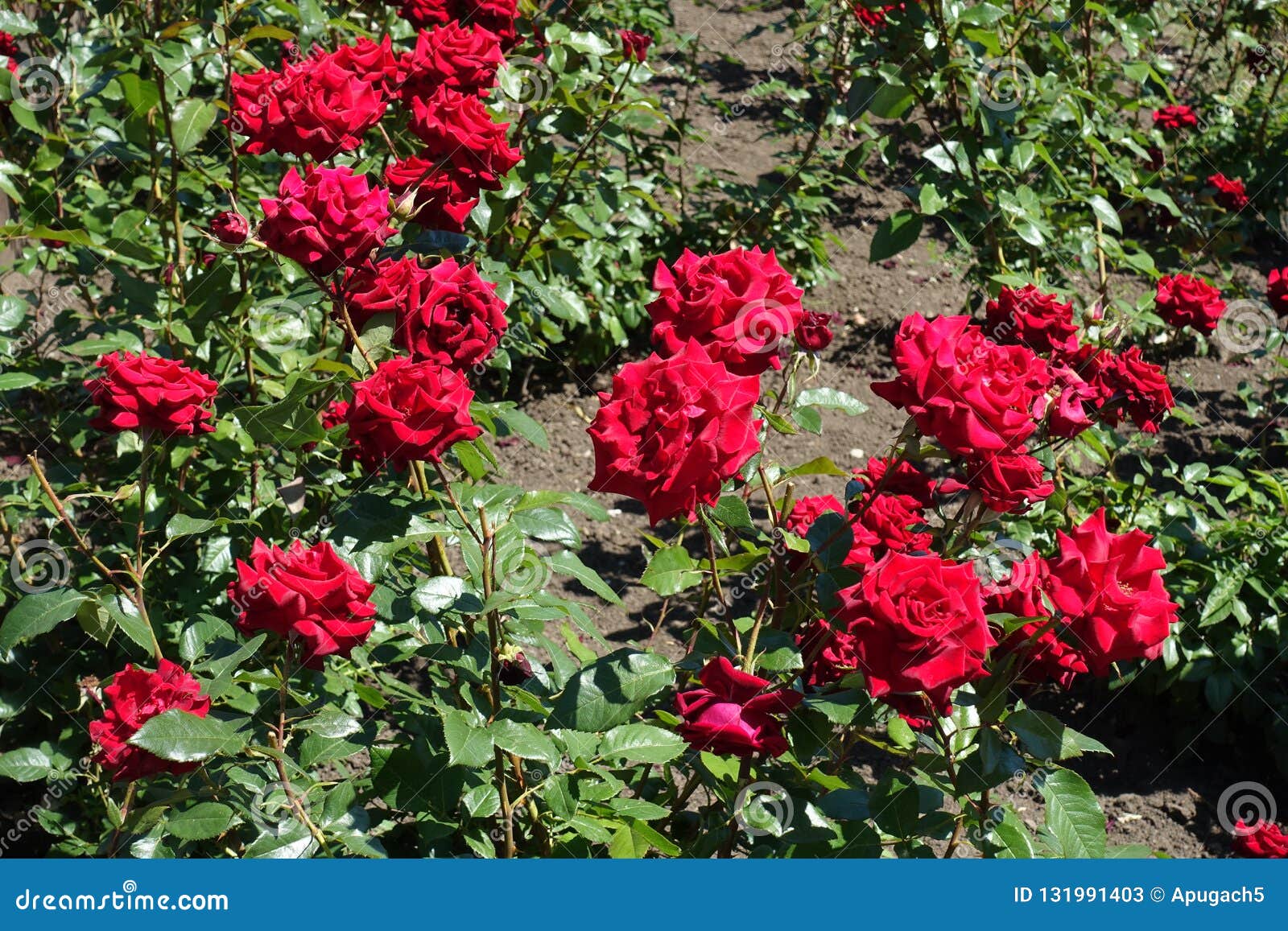 Viele Rote Blumen Von Rosen Stockbild - Bild von blatt, betrieb: 131991403