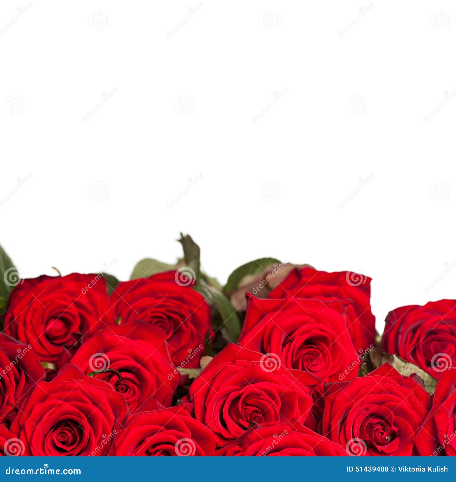 Viele roten Rosen stockfoto. Bild von festlich, blume - 51439408