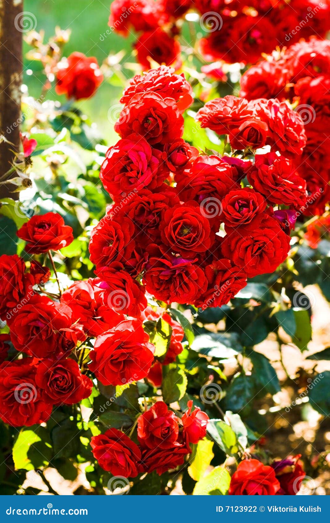 Viele roten Rosen stockfoto. Bild von blatt, grün, aromatisch - 7123922