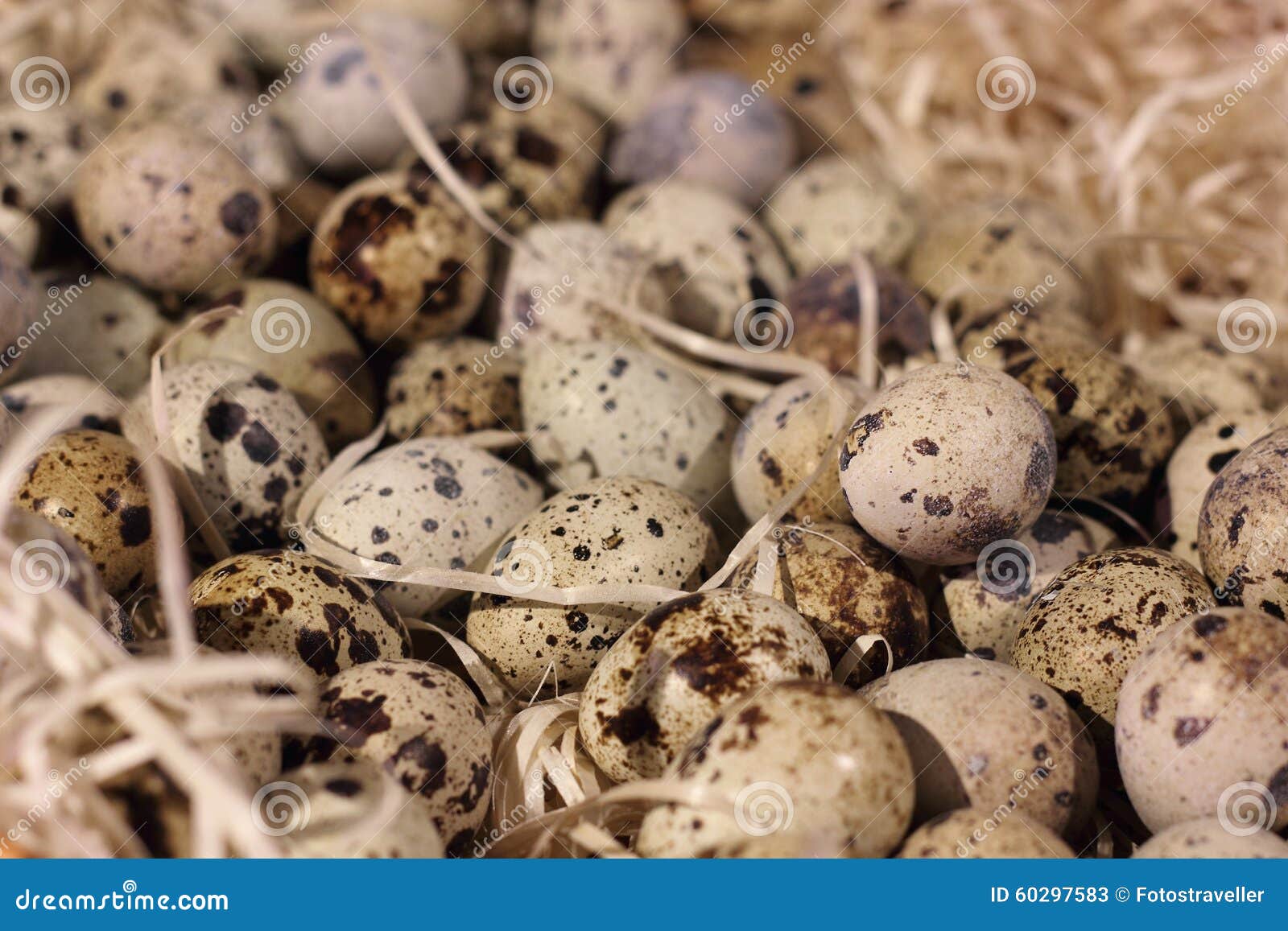 Viele Wachteleier Als Hintergrund Stockbild - Bild von fokus, eier ...