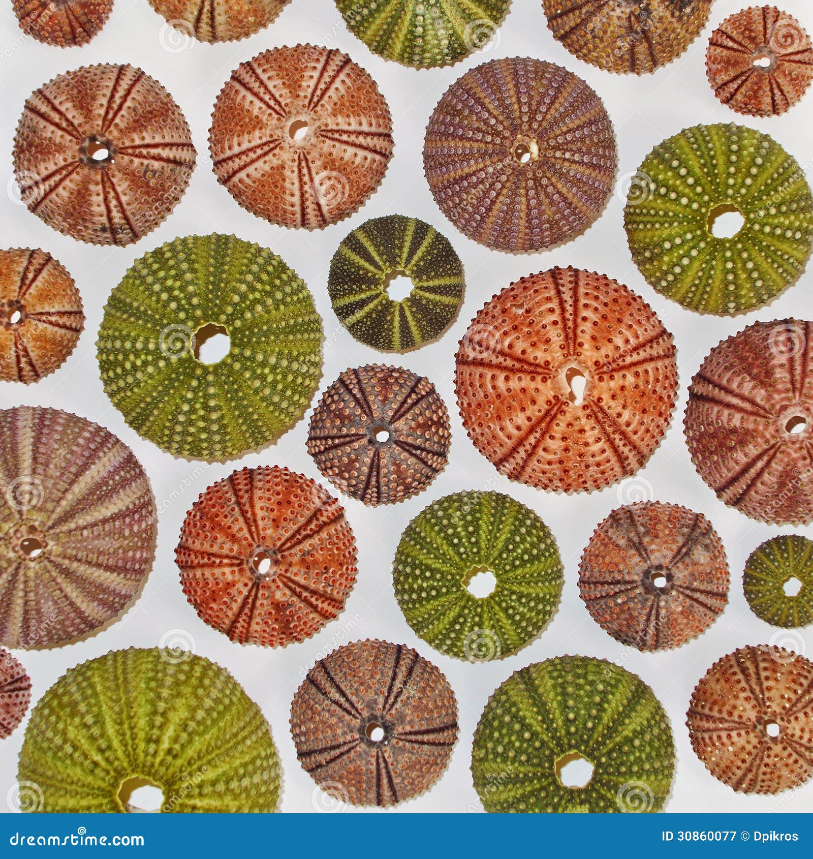Vielzahl Von Bunten Seeigeln Stockbild - Bild von bunt, sommer: 30860077