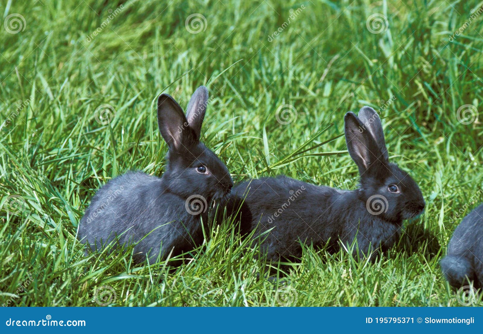 Vienna Blue Domestic Rabbit, Adults Standing on Grass Stock Image ...