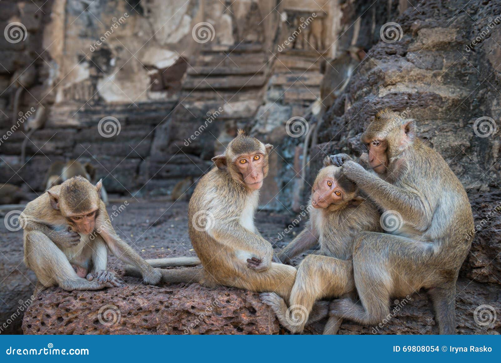 Vier Affen, Die Sich Pflegen Stockfoto - Bild von spiel, asien: 69808054
