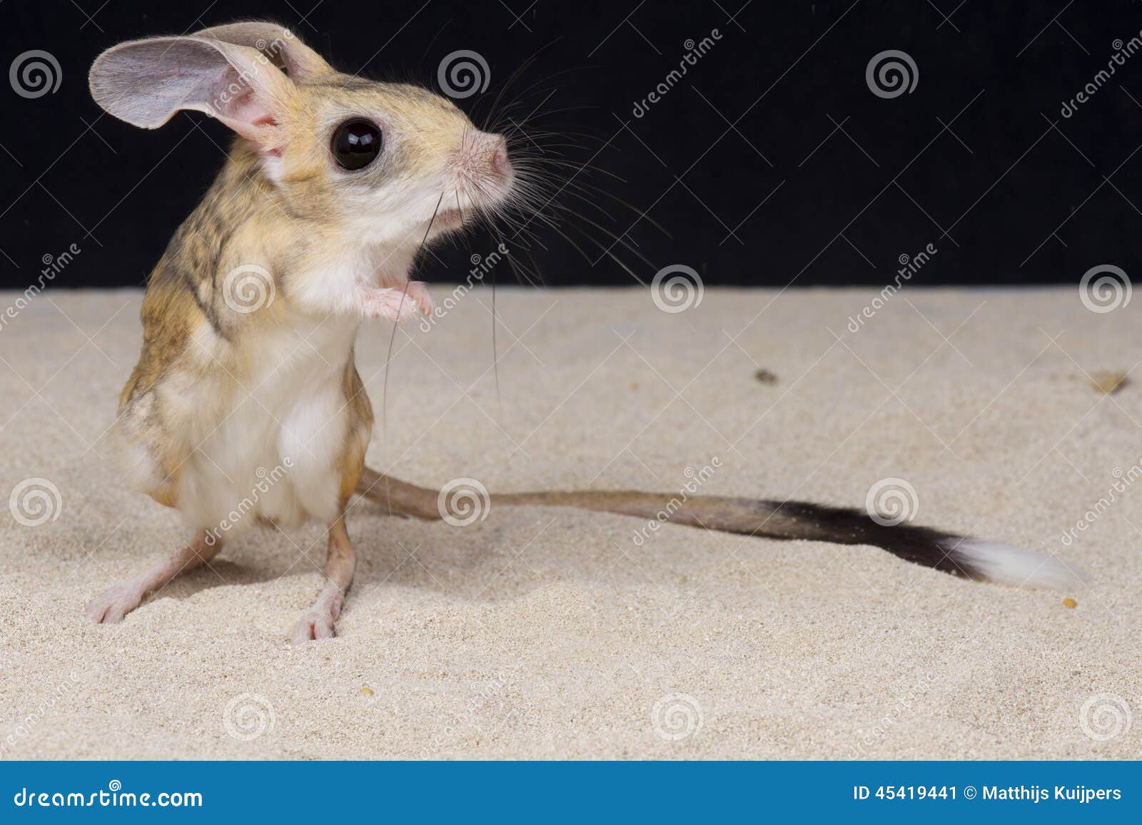 Vier-ausgewichene Springmaus/Allactaga-teradactyla Stockbild - Bild von ...