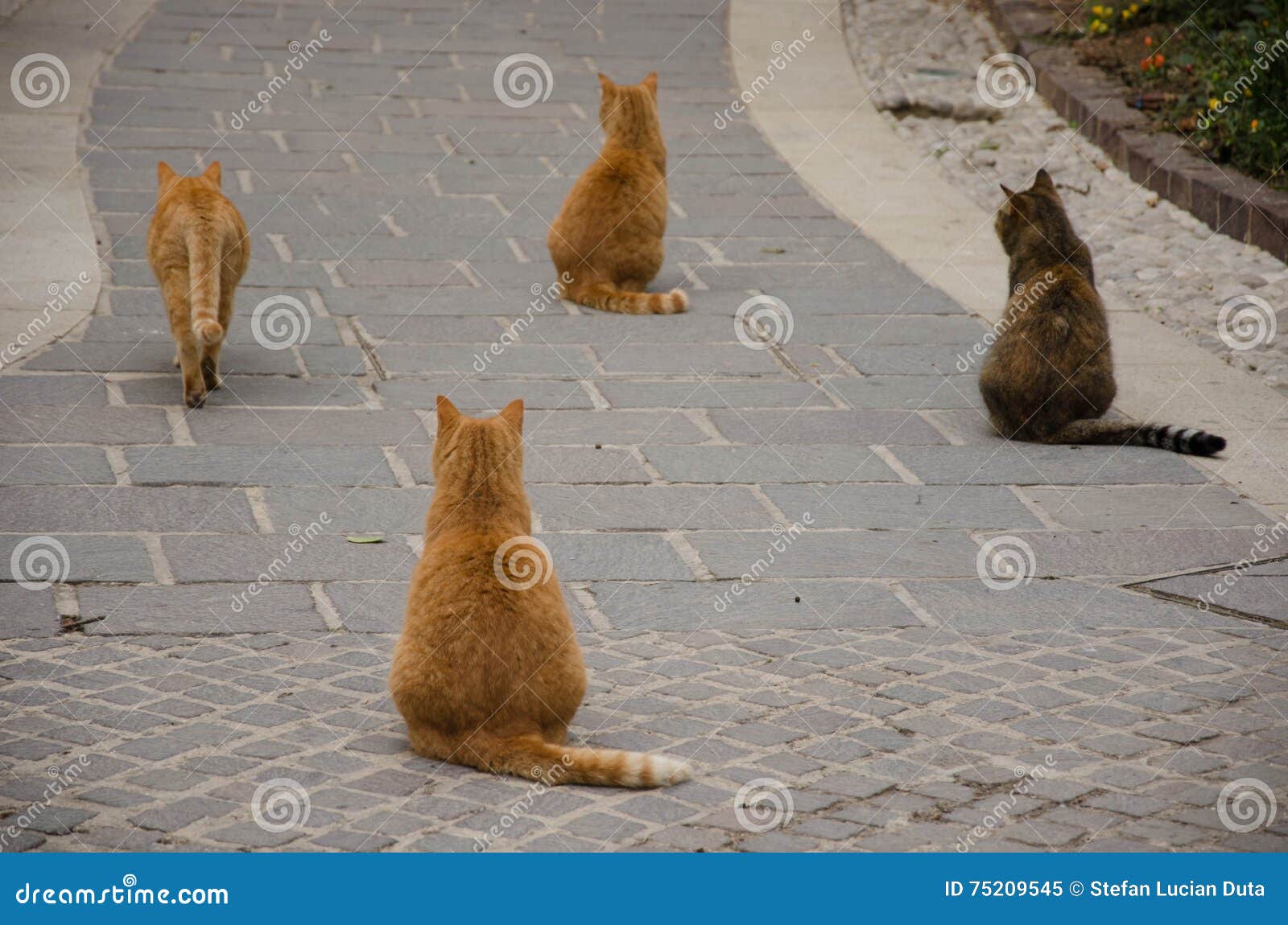 Vier Bruine Katten Die in Dezelfde Positie Zitten Stock Afbeelding ...