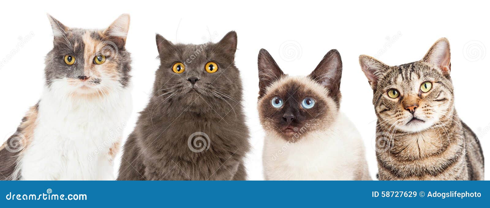 Vier Divers Ras Cat Closeups Stock Afbeelding - Image of samengesteld ...