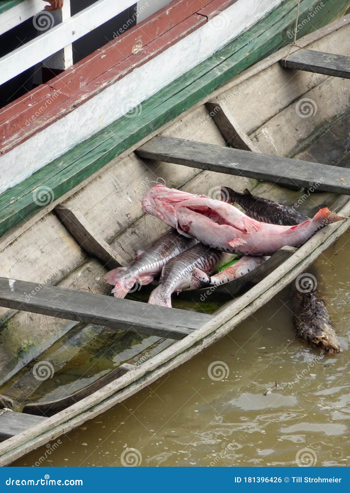 Vier Dode Vissen in Een Bootvlecht Stock Foto - Image of boot ...