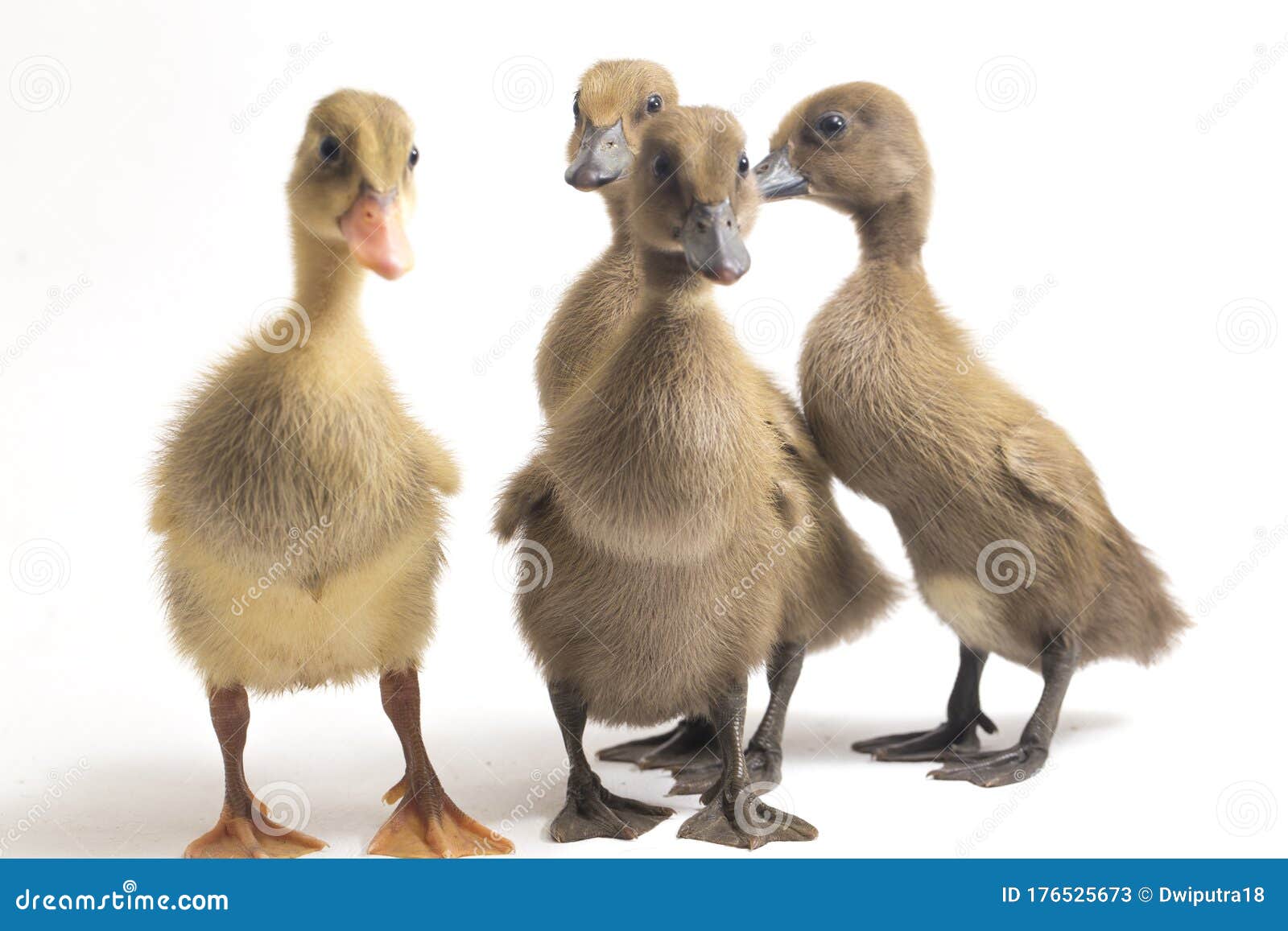 Vier Eenden Van Indianenstaarten Geïsoleerd Op Een Witte Eend Stock ...