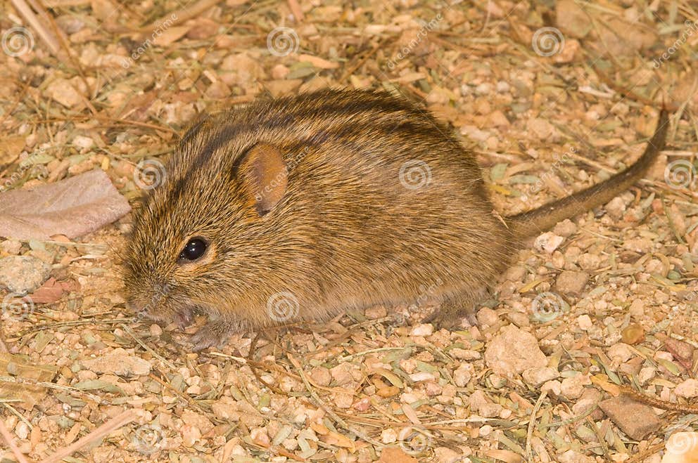 Vier gestreepte grasmuis stock foto. Image of wild, muis - 22761352