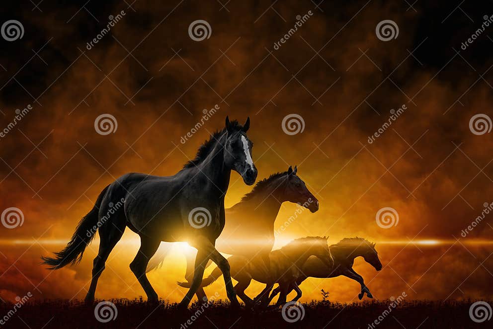 Vier laufende Rappen stockfoto. Bild von apokalypse, pferd - 65927850