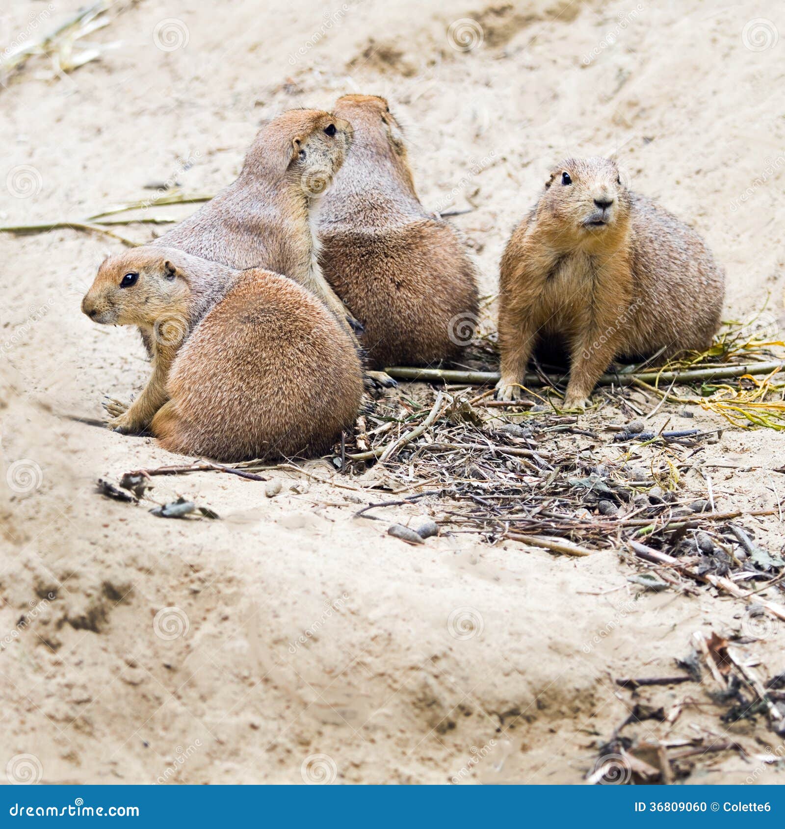 Vier prairiehonden stock foto. Image of grond, eten, dieren - 36809060