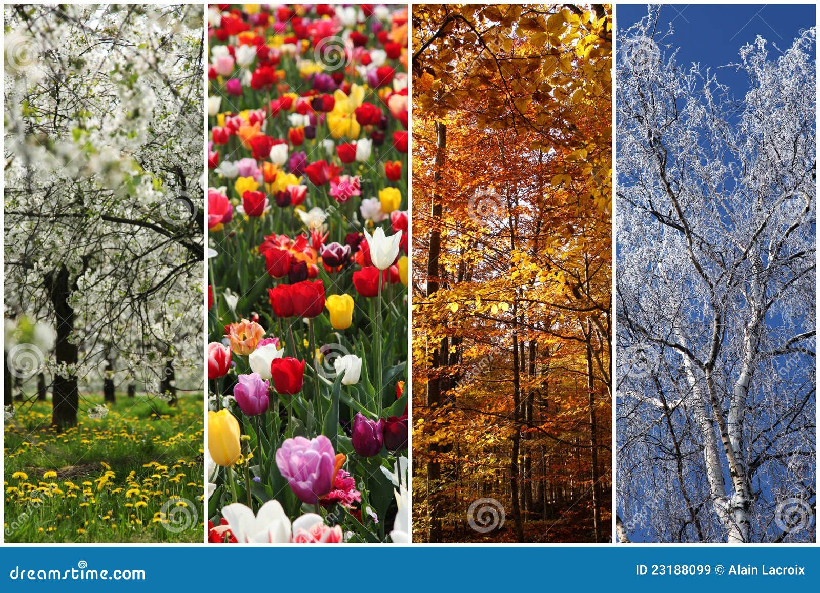 Vier seizoenen stock afbeelding. Image of landschap, december - 23188099