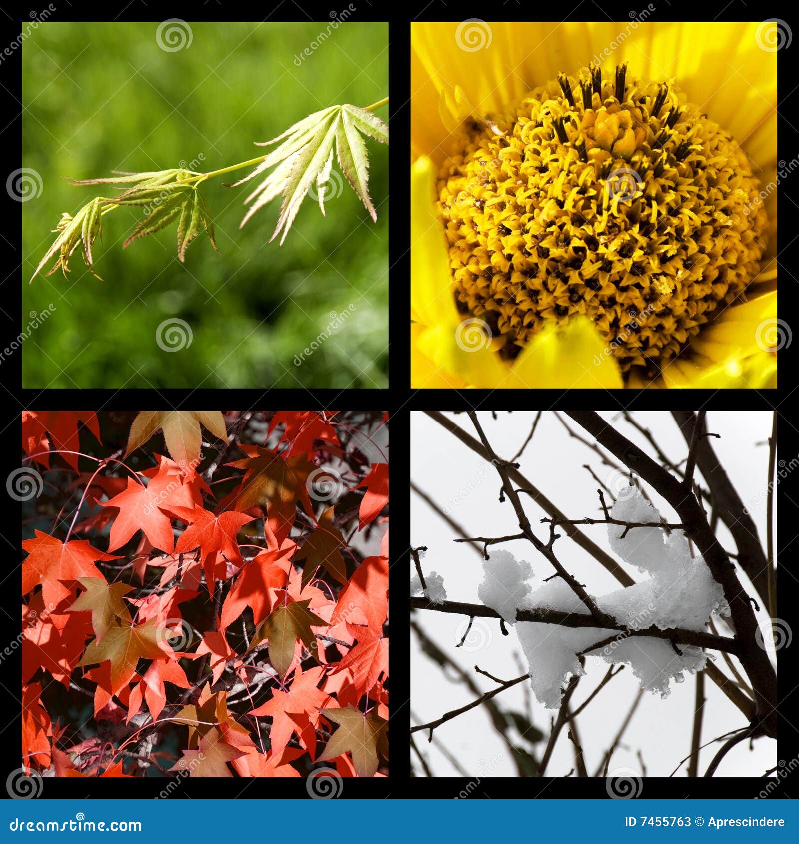 Vier seizoenen in aard stock afbeelding. Image of vier - 7455763