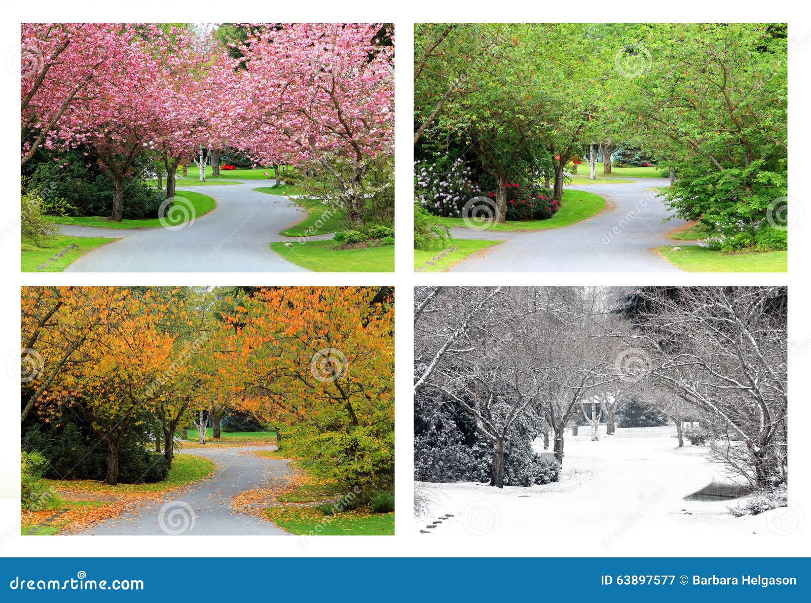 Vier Seizoenen Van Kersenbomen Op Dezelfde Straat Stock Afbeelding ...