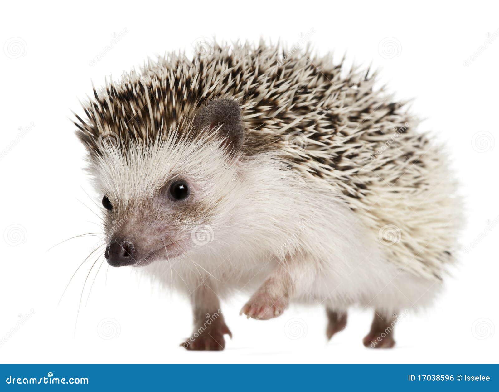 Vier-Toed Egel, Albiventris Atelerix Stock Foto - Image of vier ...