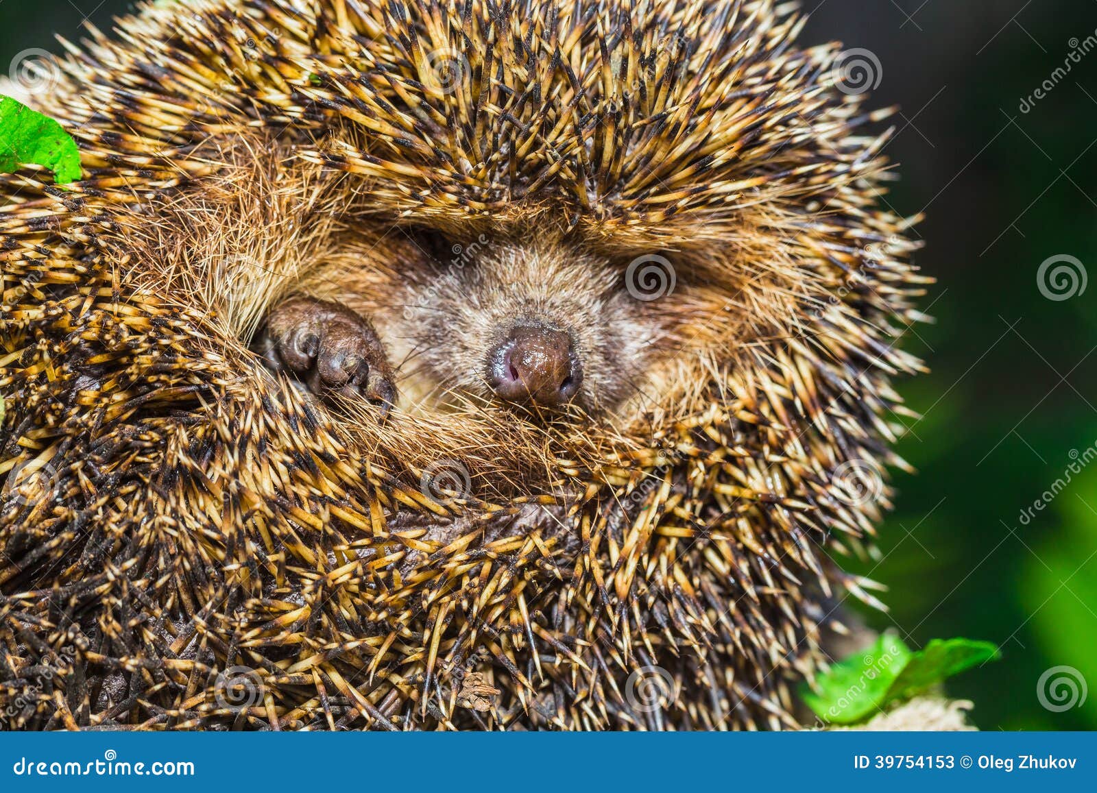 Vier-Toed Jonge Egel, Atelerix-albiventris Stock Afbeelding - Image of ...