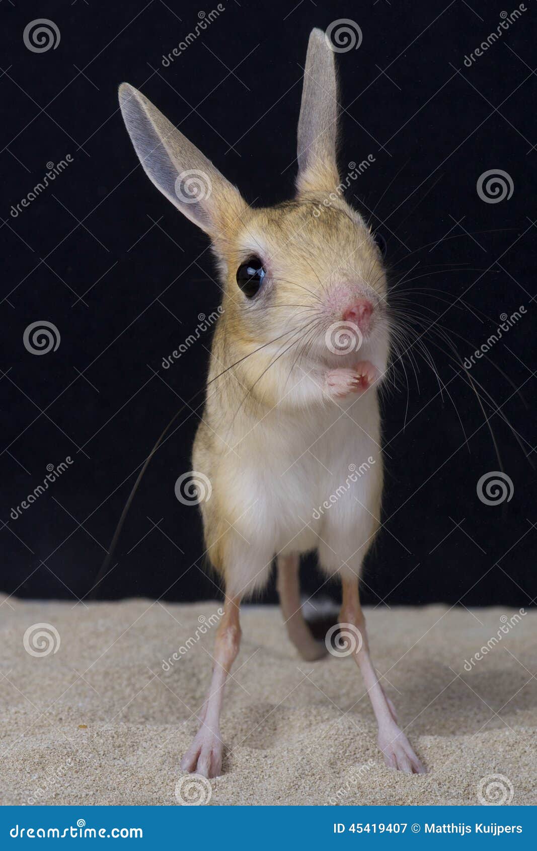 Vier-Toed Springmuis/Allactaga-teradactyla Stock Afbeelding - Image of ...