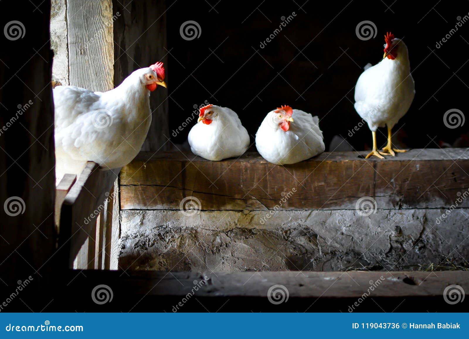 Vier Witte Kippen Die Zich in Schuur Bevinden Stock Foto - Image of ...