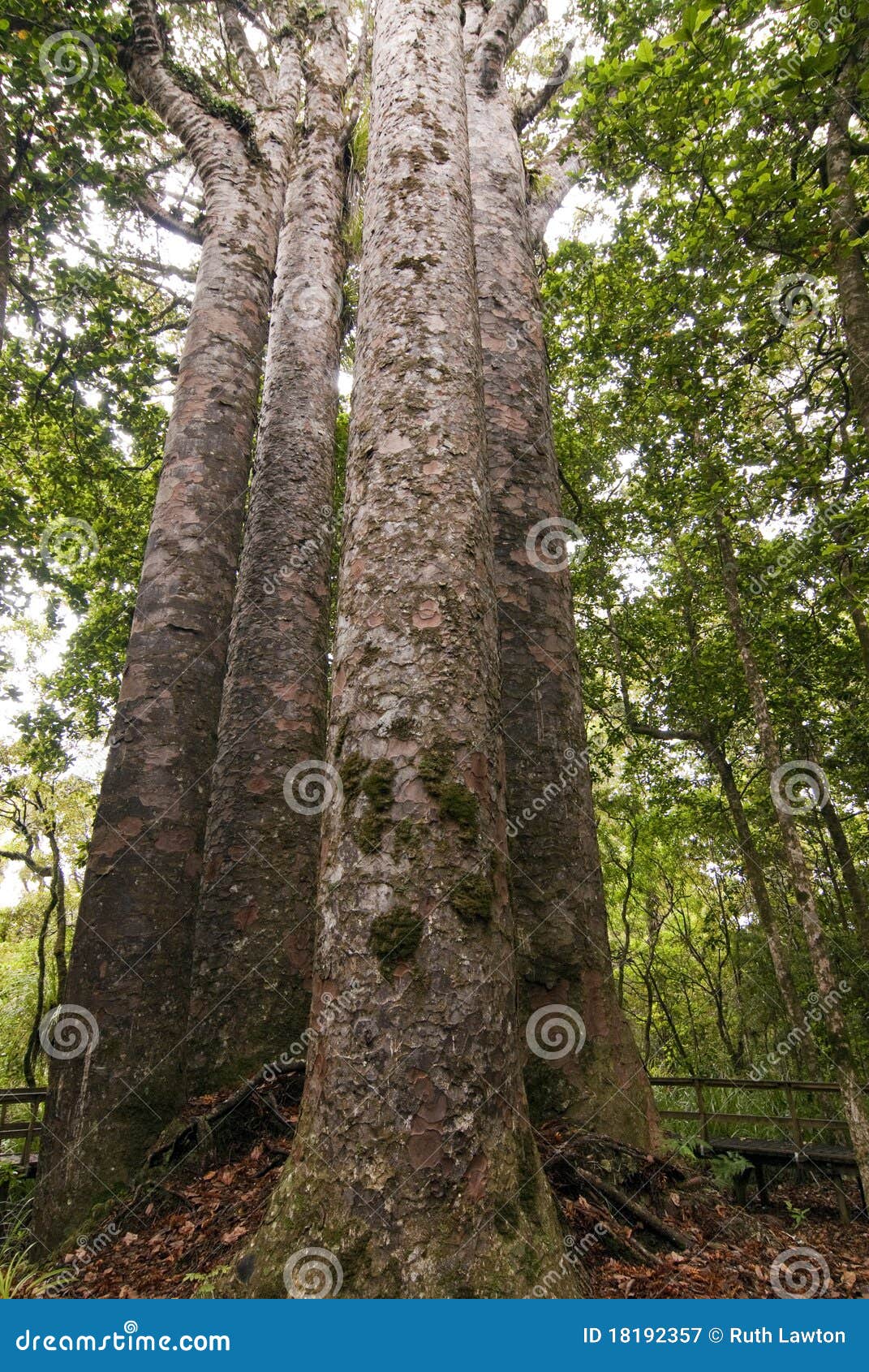 Vier Zusters - Grote Bomen Kauri Stock Afbeelding - Image of australis ...