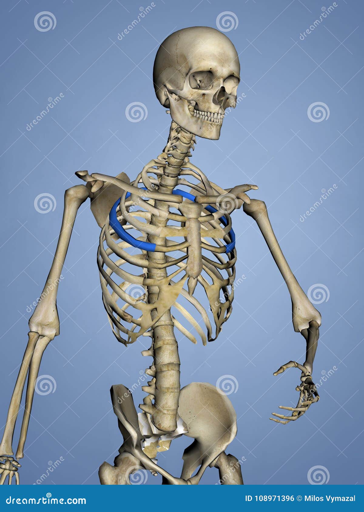 Vierde Rib, Rib Cage, 3D Model Stock Illustratie - Illustration of ...