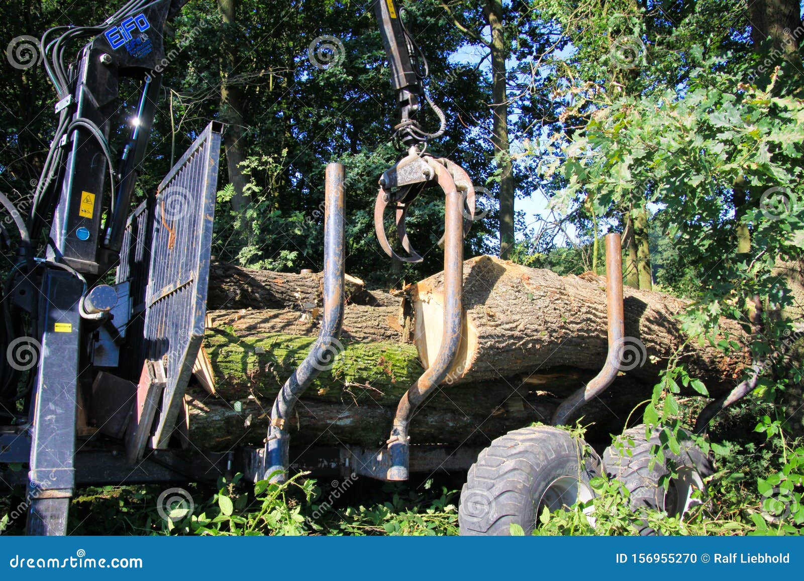 View on Forestry Work. a Forest Crane Loads Cut Down Tree Trunks on ...