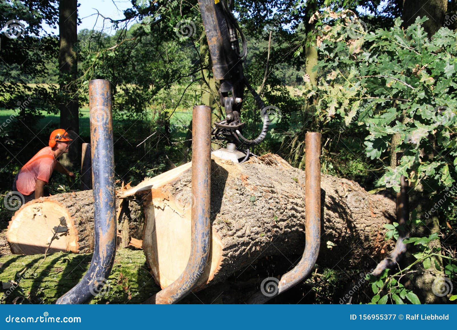 View on Forestry Work. a Forest Crane Loads Cut Down Tree Trunks on ...
