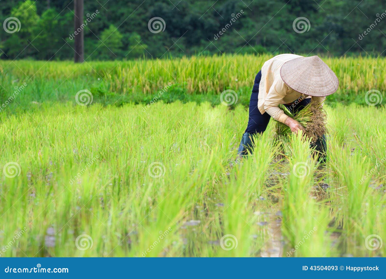 Vietnam Farmer Growth Rice on the Field Stock Image - Image of ...