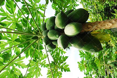 Vietnam papaya tree stock photo. Image of tropical, papaya - 17329382