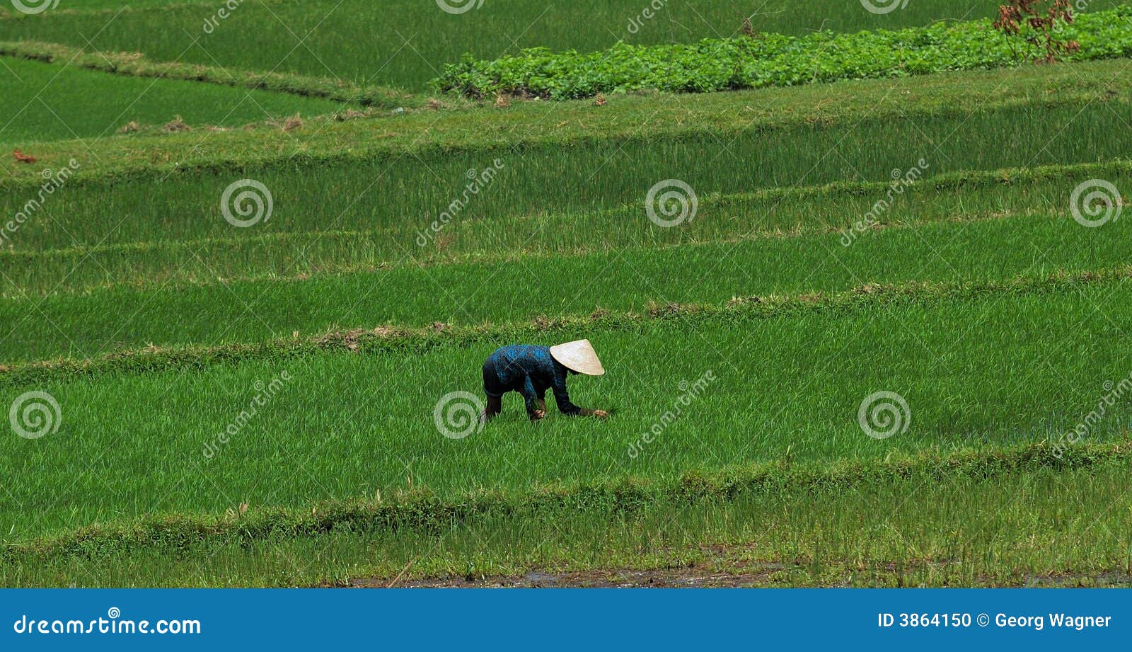 Vietnam Rice Farmer stock photo. Image of harvest, plant - 3864150
