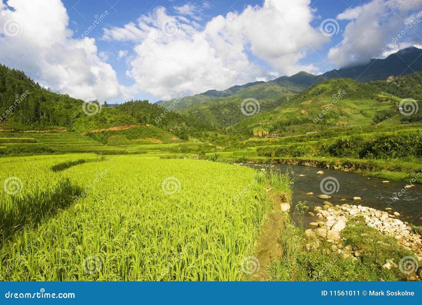 Vietnam Rice Fields stock image. Image of hills, clouds - 11561011