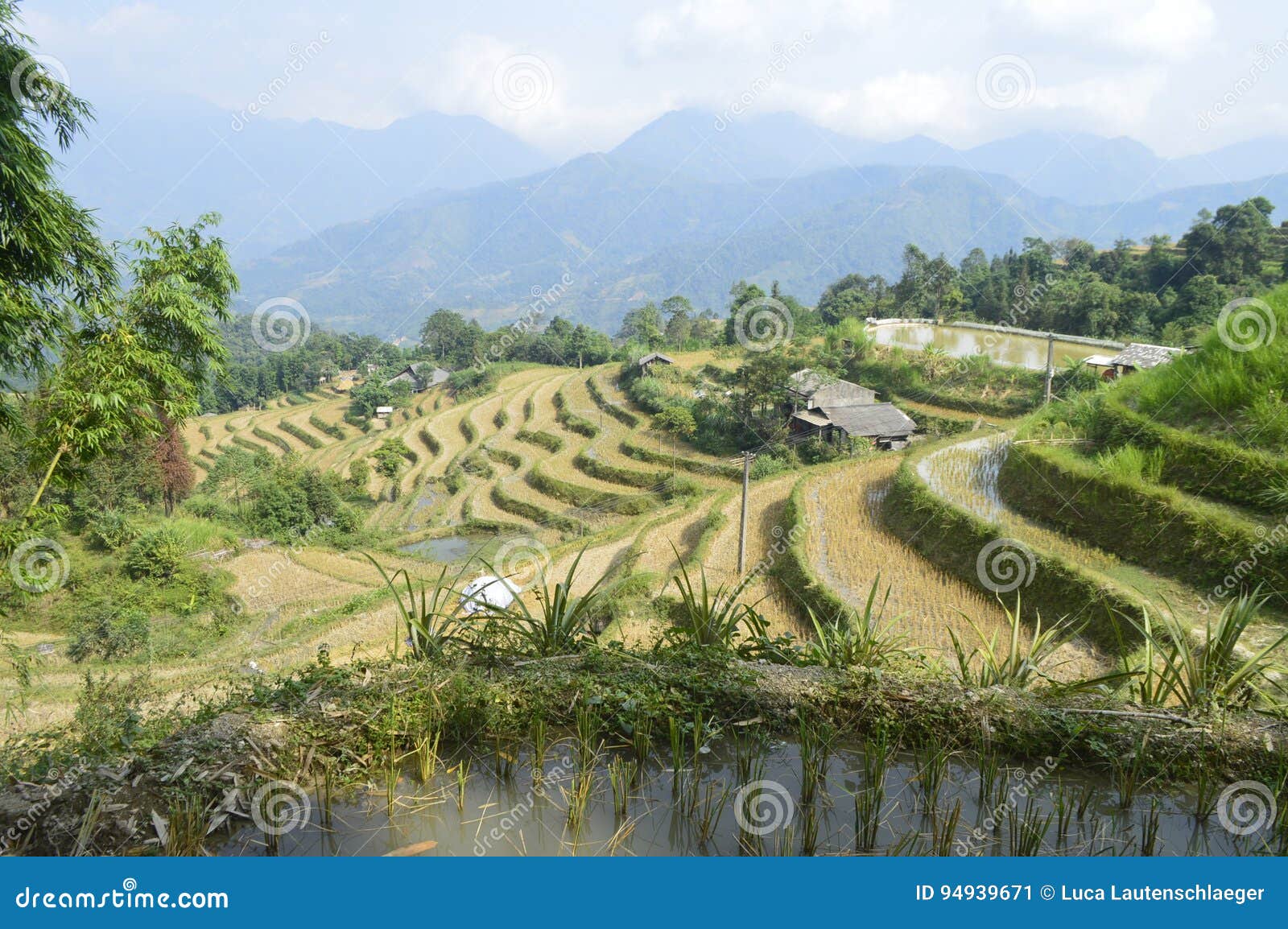 Rice Fields Terraced , Huang Su Phi, Vietnam Editorial Photo - Image of ...