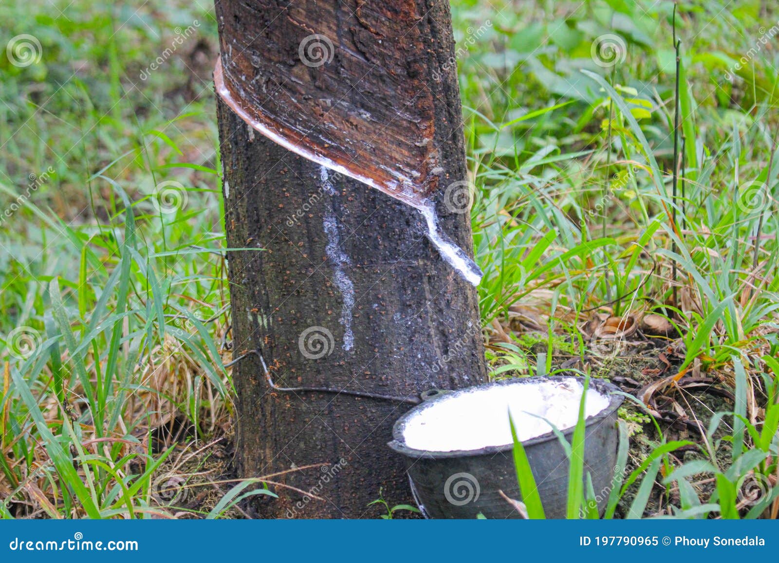 Vietnam Rubber Tree,Tapping Latex Rubber Source of Natural Stock Image ...