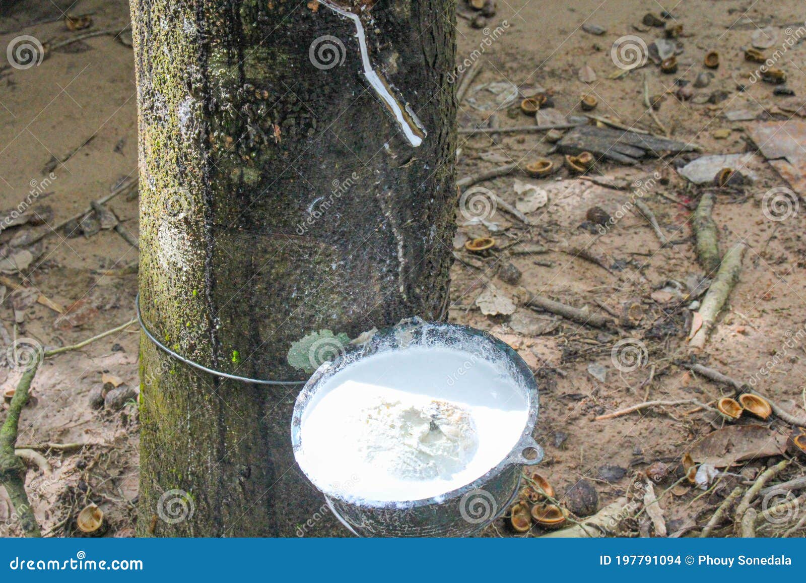 Vietnam Rubber Tree,Tapping Latex Rubber Source of Natural Stock Photo ...