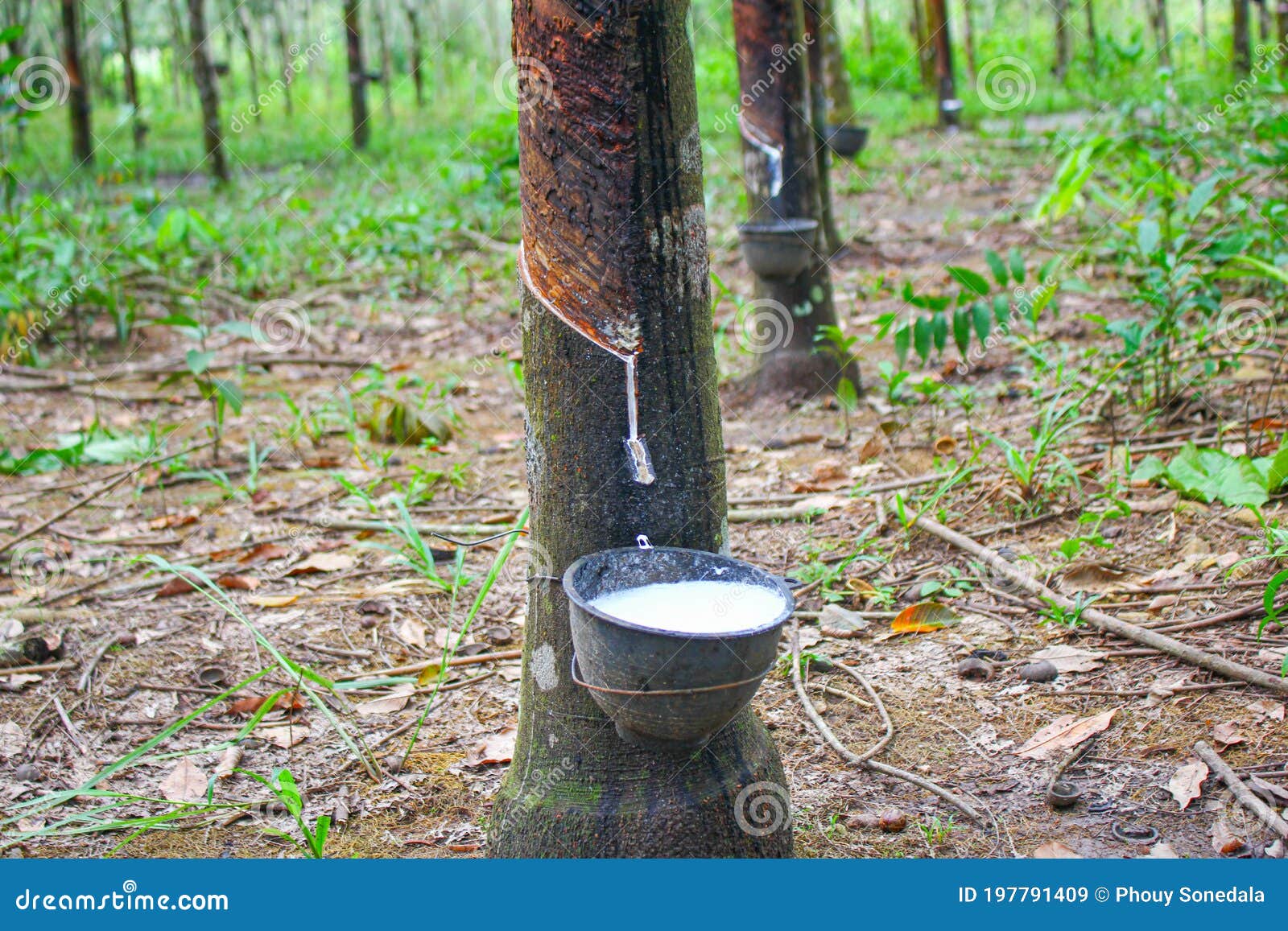 Vietnam Rubber Tree,Tapping Latex Rubber Source of Natural Stock Image ...