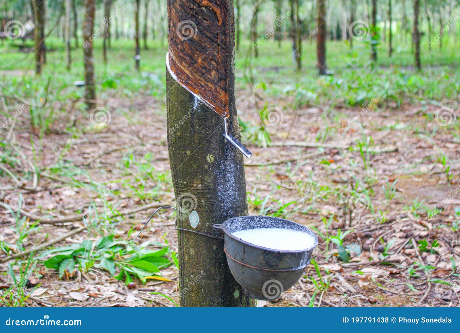 Vietnam Rubber Tree,Tapping Latex Rubber Source of Natural Stock Photo ...