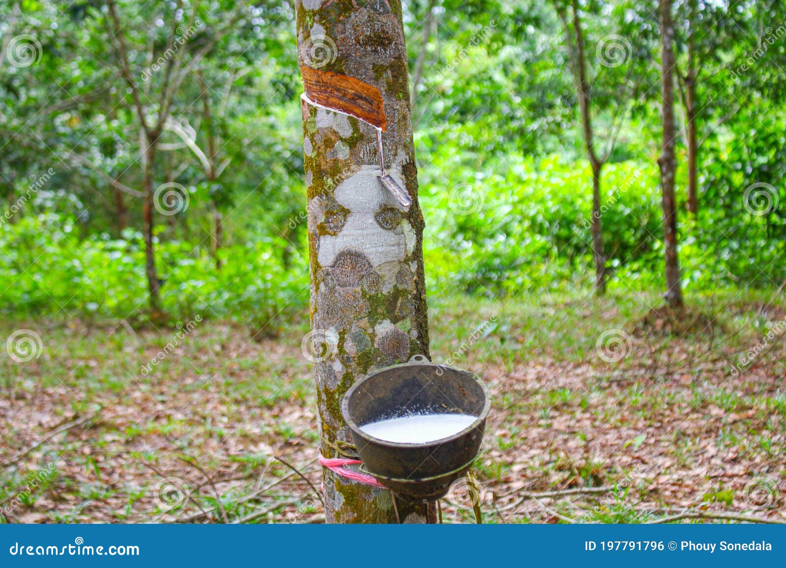 Vietnam Rubber Tree,Tapping Latex Rubber Source of Natural Stock Photo ...
