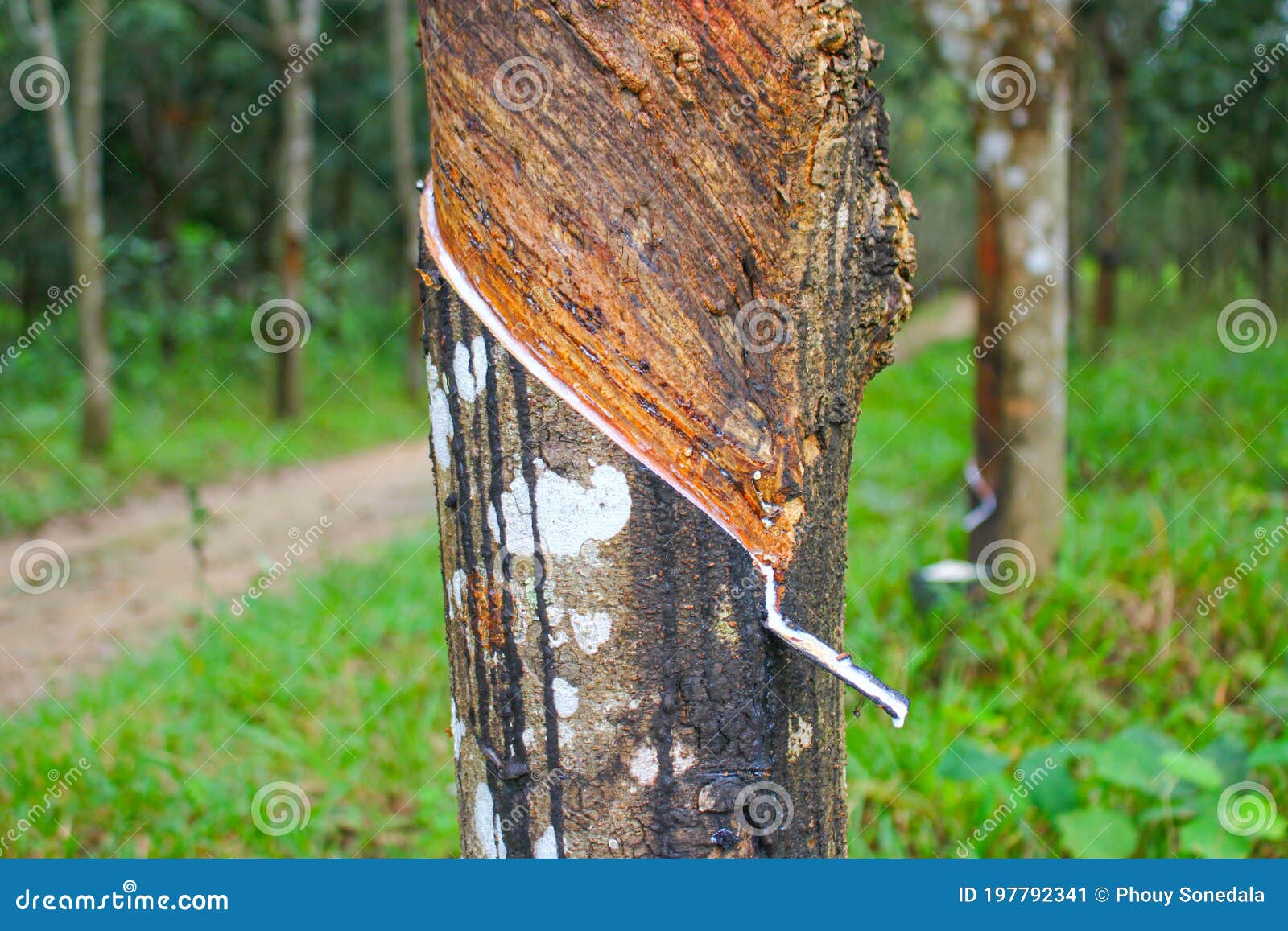 Vietnam Rubber Tree,Tapping Latex Rubber Source Of Natural Royalty-Free ...