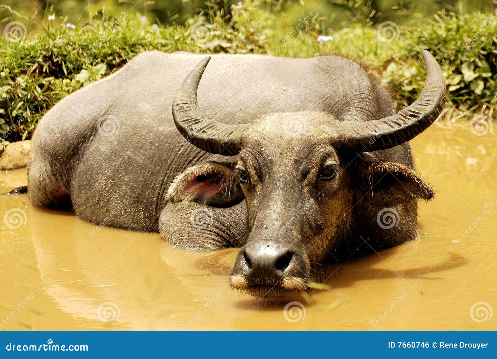 Vietnam, Sapa: waterbuffel stock foto. Image of toerisme - 7660746