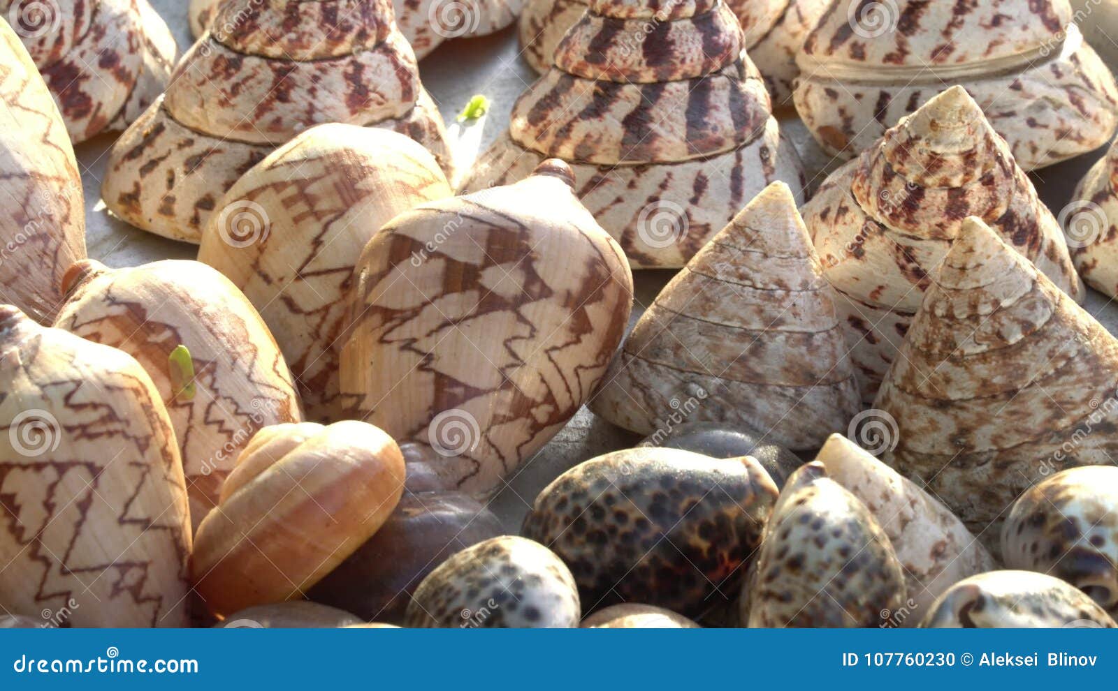 A Big Variety of Different Shells and Sinks in the Market in Vietnam ...