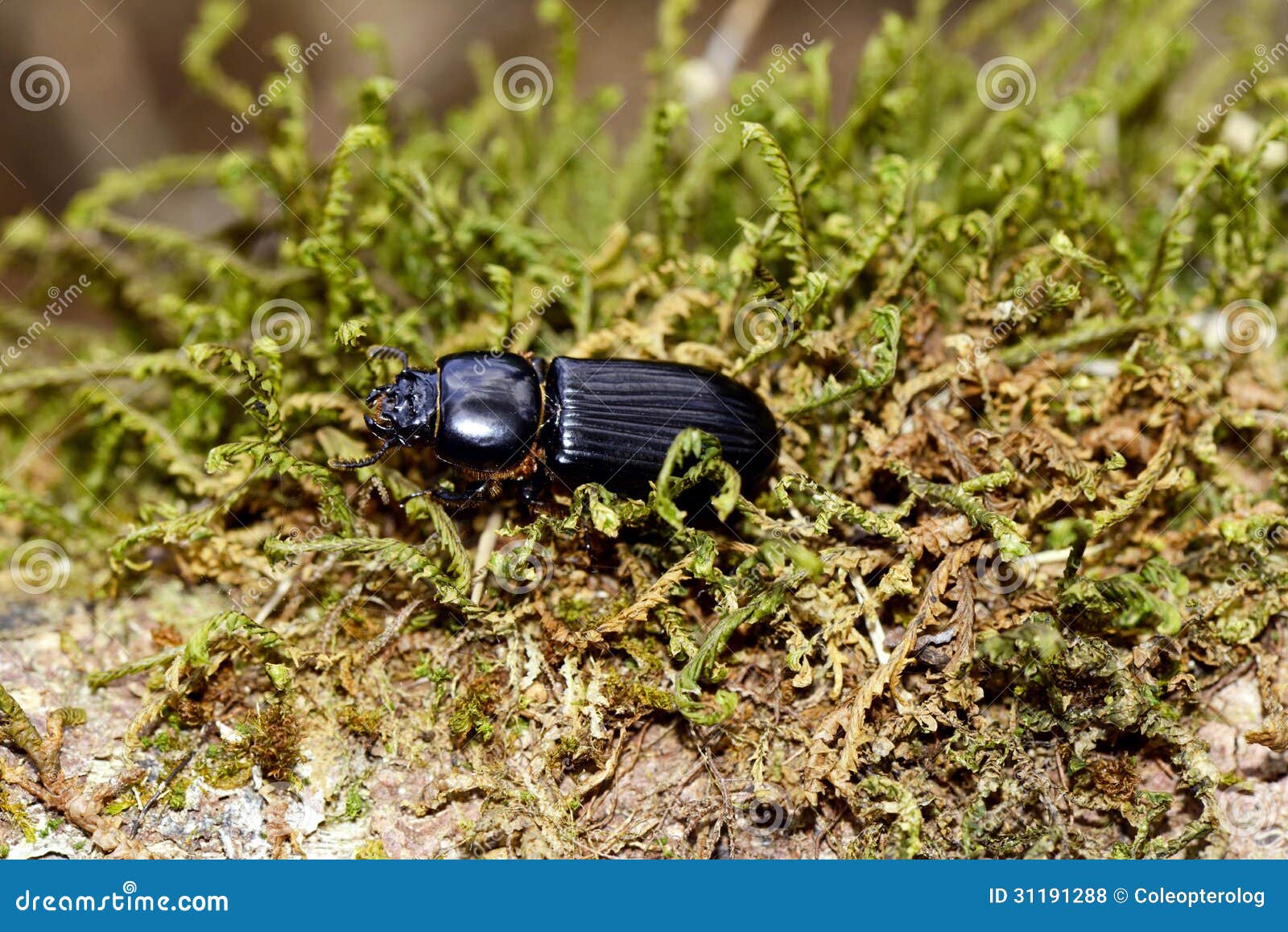 Vietnamese betsy beetle stock photo. Image of insects - 31191288