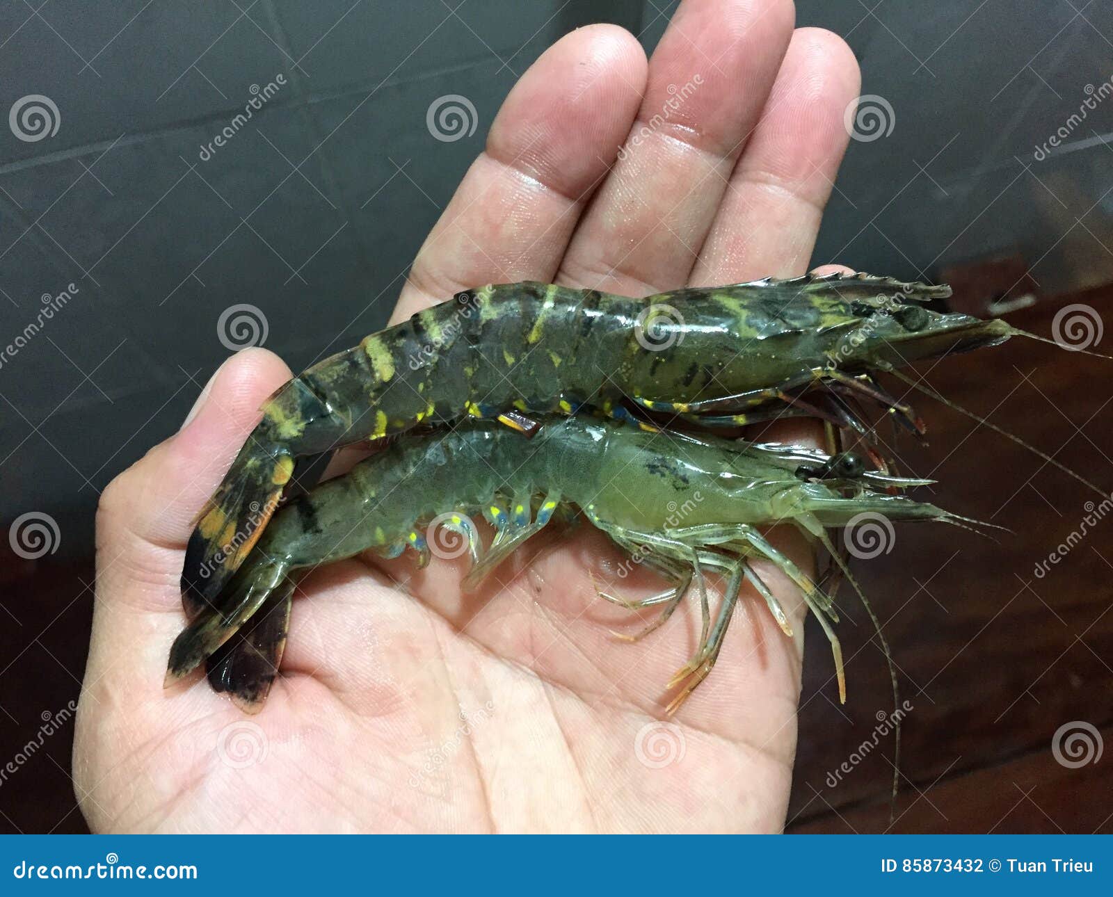 Penaeus Monodon Giant Tiger Prawn Or Asian Tiger Shrimp Stock ...