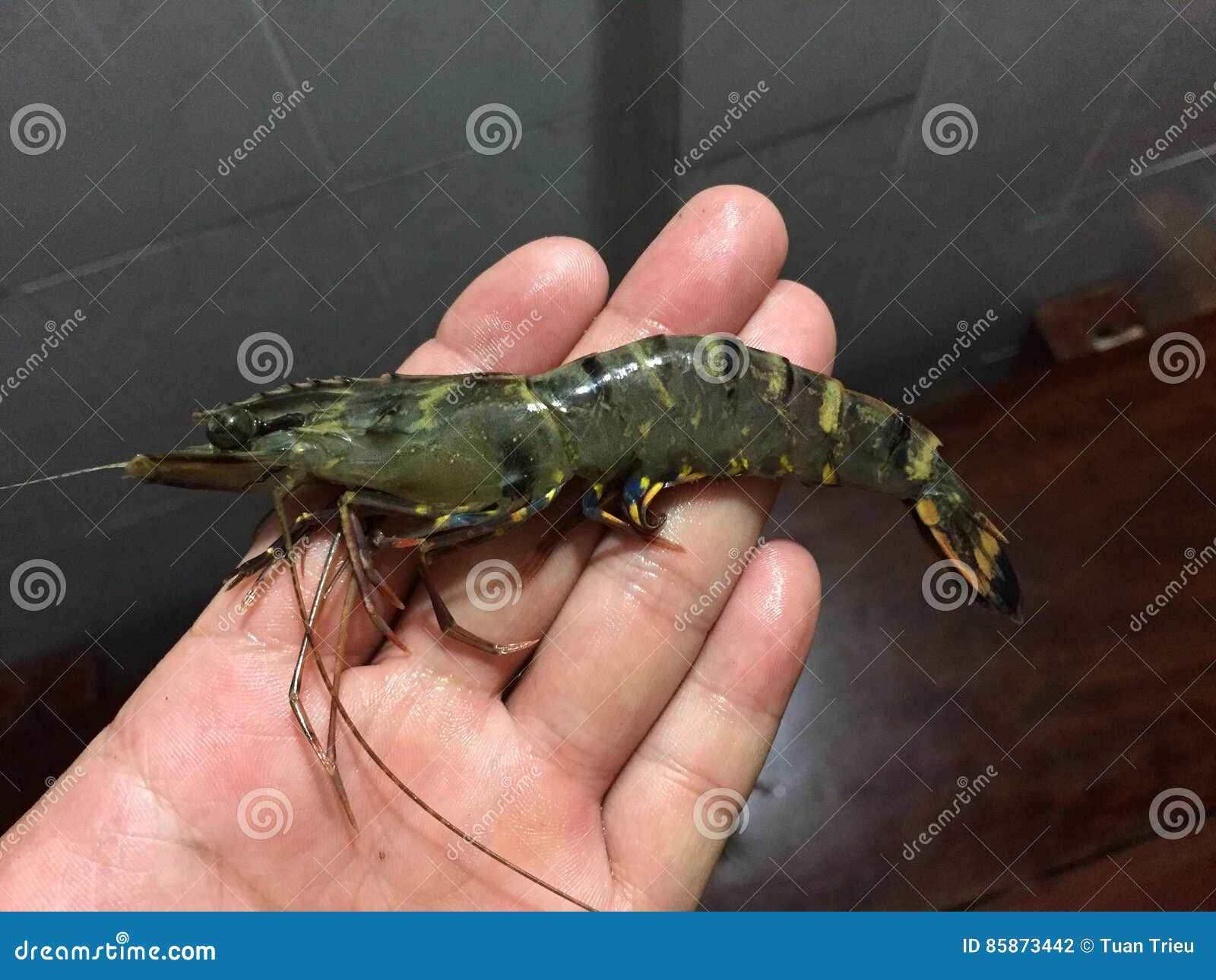 Vietnamese Black Tiger Shrimp, Penaeus Monodon Stock Photo - Image of ...