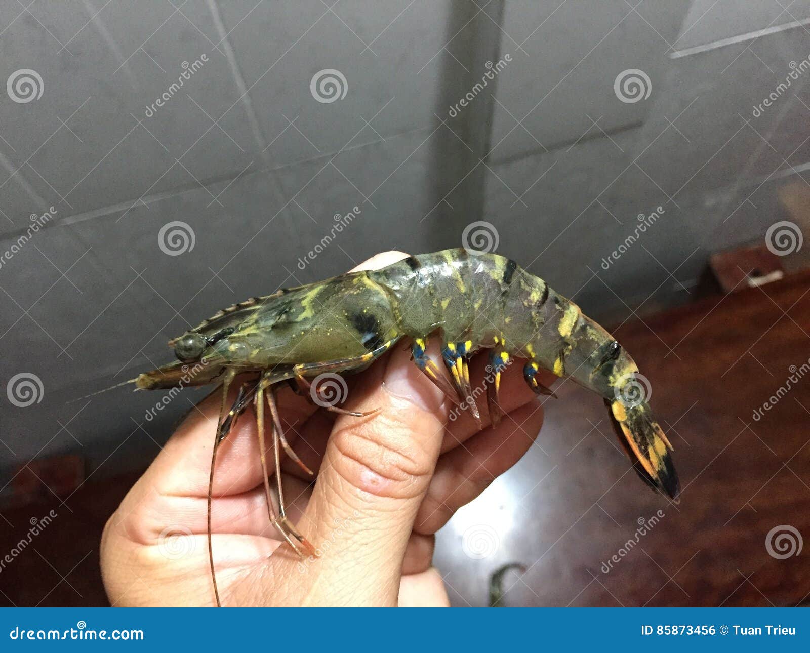 Vietnamese Black Tiger Shrimp, Penaeus Monodon Stock Photo - Image of ...
